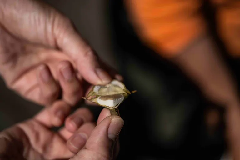 Harvesting 'Bekanbe' on Lake Toro, Shibecha: A Disappearing Tradition ...