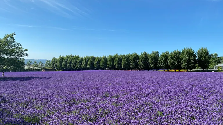 [Updated for 2025] A complete guide to enjoying the lavender fields of Farm Tomita in Furano ...