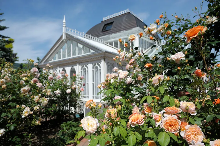 A Complete Guide to Shiroi Koibito Park: A Must-Visit Spot in Sapporo ...