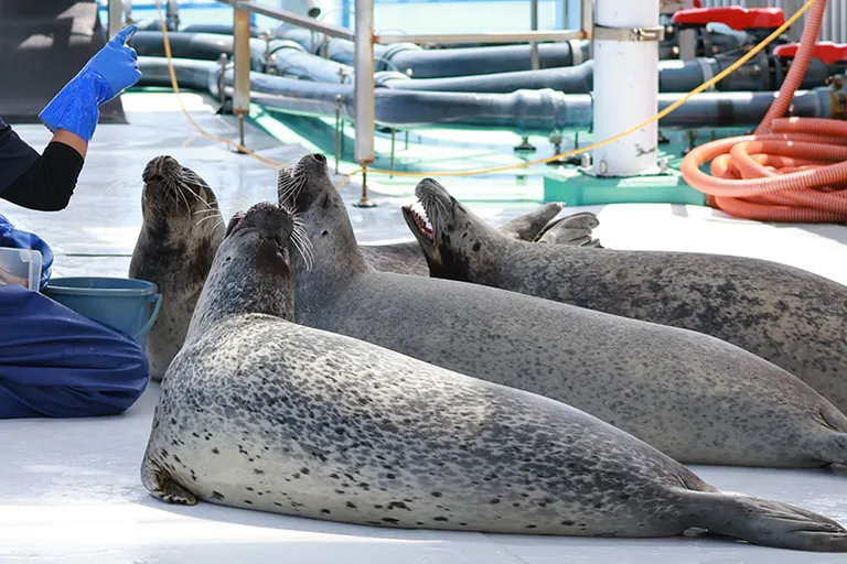 "It looks delicious!" The seal beloved in Monbetsu is a hot topic as it ...