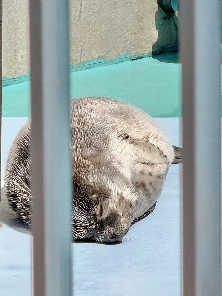 So Fluffy So Plump The Round Baby Seal Is So Cute I Want To