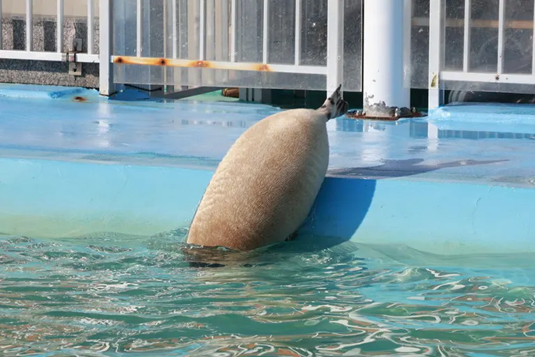 "Looks Delicious!" Is That a Corn Dog? This Adorable Seal in Mombetsu ...