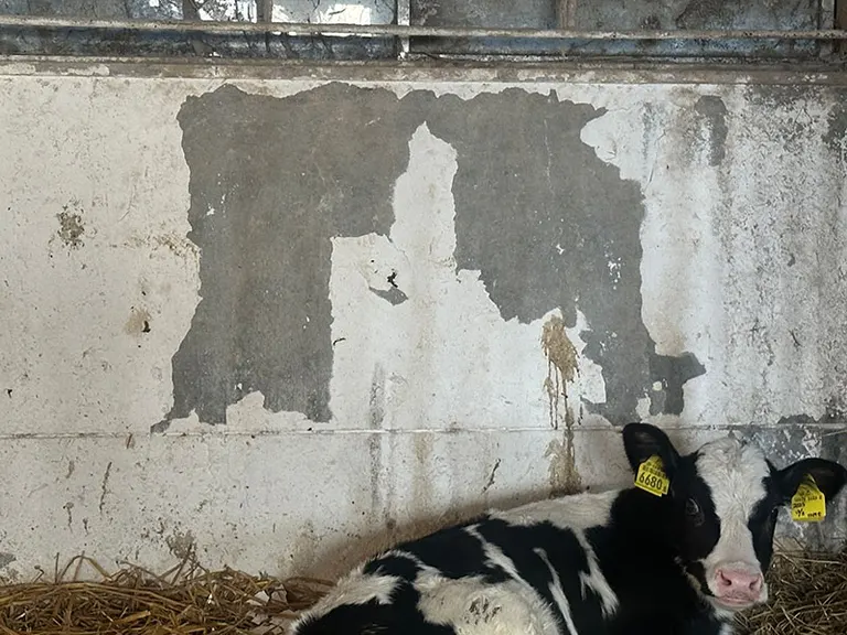 “Is There a Person Inside?” This Cow Creating a World Map on a Wall is ...