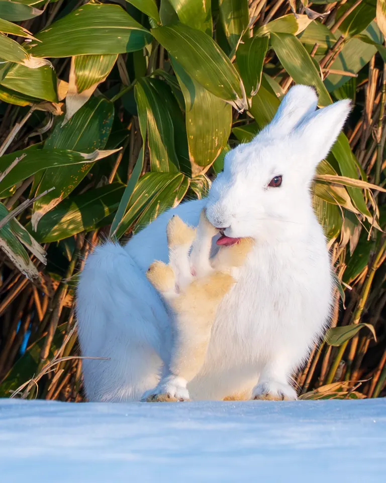 "I've never seen anything like it!" The surprisingly huge, padless paws ...