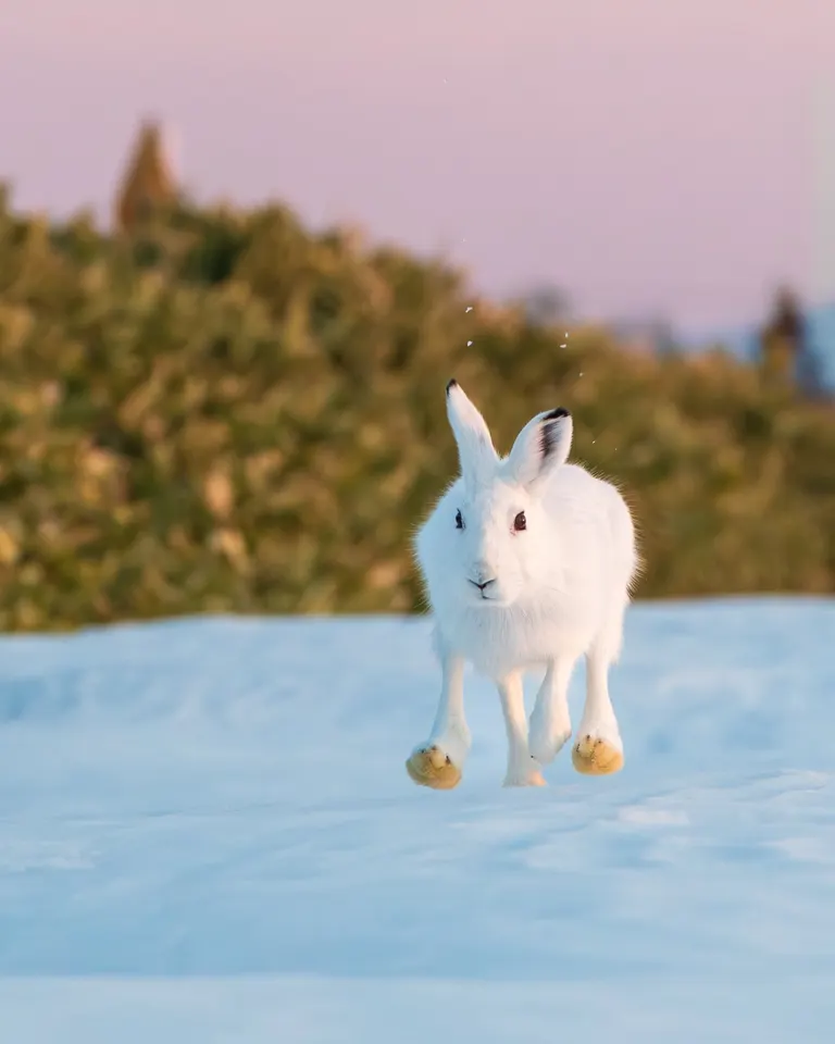 "I've never seen anything like it!" The surprisingly huge, padless paws ...