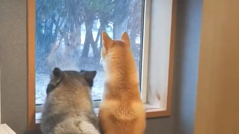 "How cute!" The backs of dogs gazing at the snow are so precious! "The ...