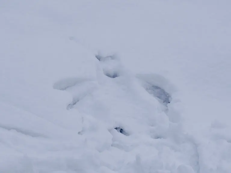 "Too cute" - Traces of diving into the snow are a hot topic! "Pen print ...